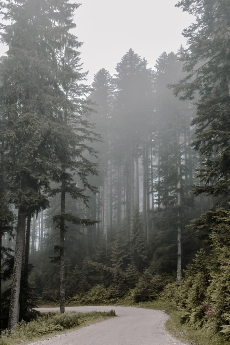 Forestcore Wallpapers - Wallpaper Cave