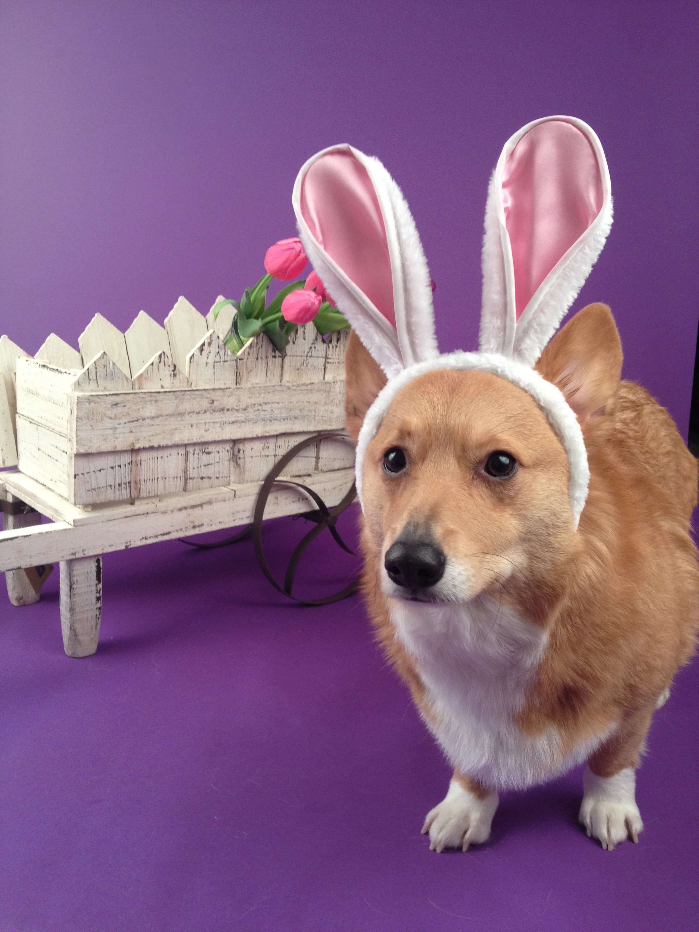 Happy Easter Dog Wallpapers - Wallpaper Cave