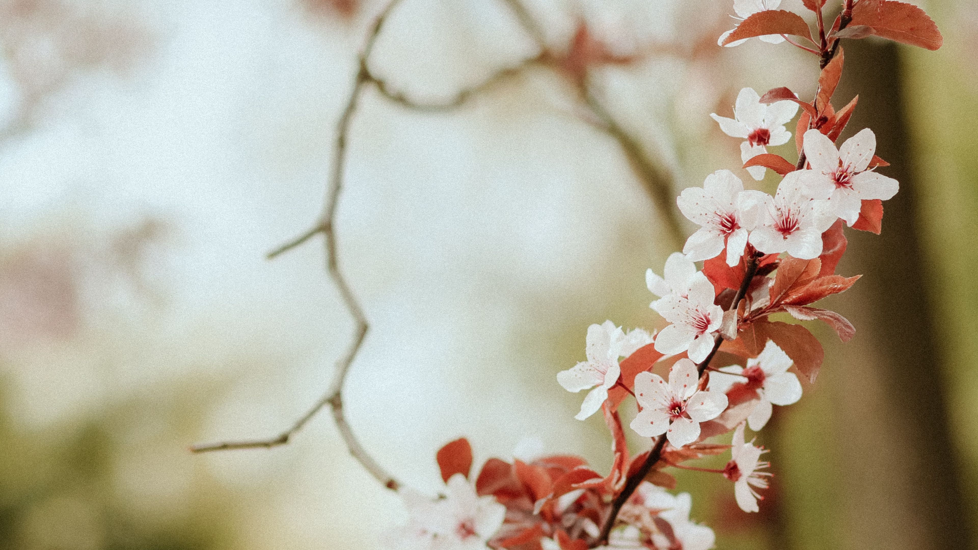 4k Flower Spring Wallpapers - Wallpaper Cave