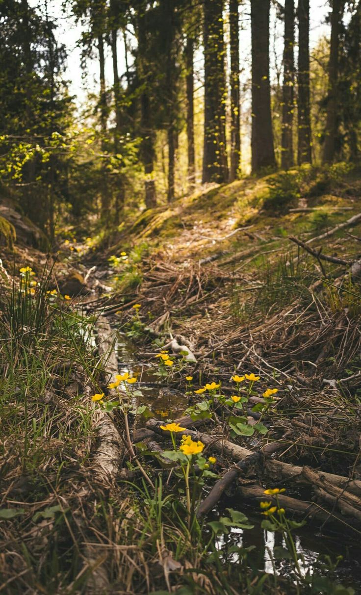 Fantasy Spring Forest Wallpapers - Wallpaper Cave