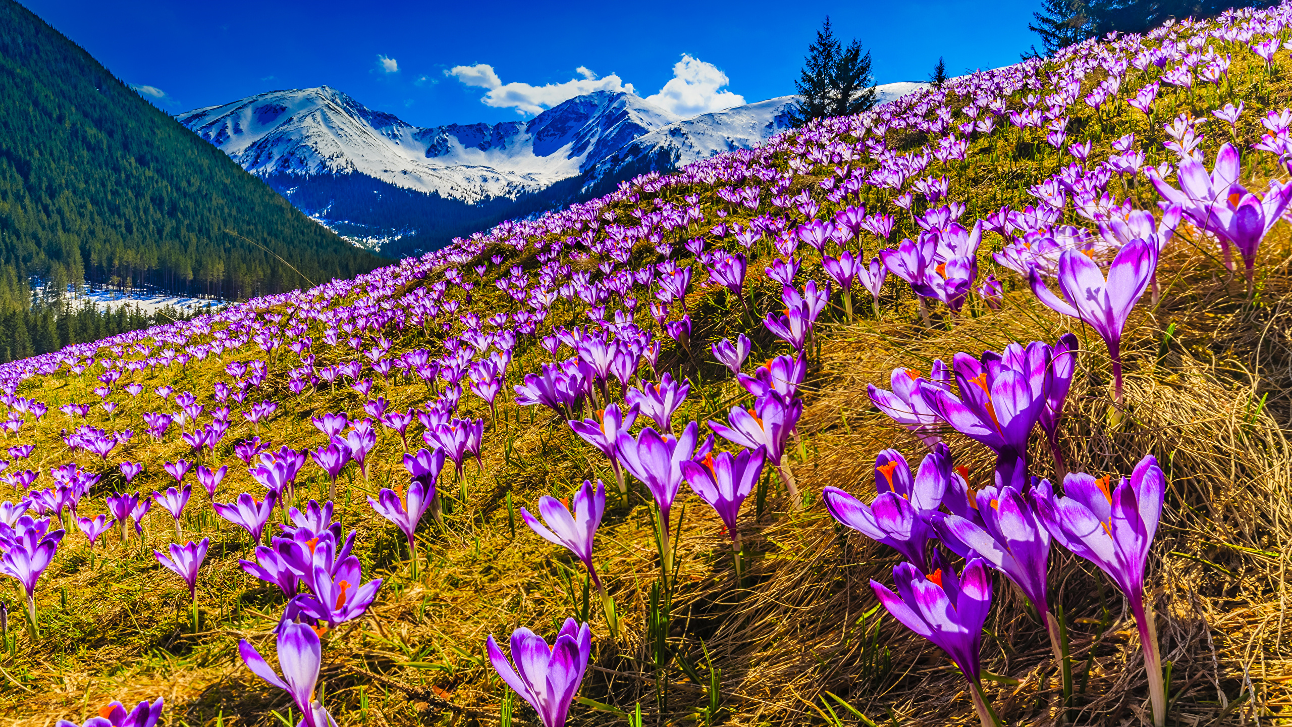 Spring Mountain Flower Wallpapers - Wallpaper Cave