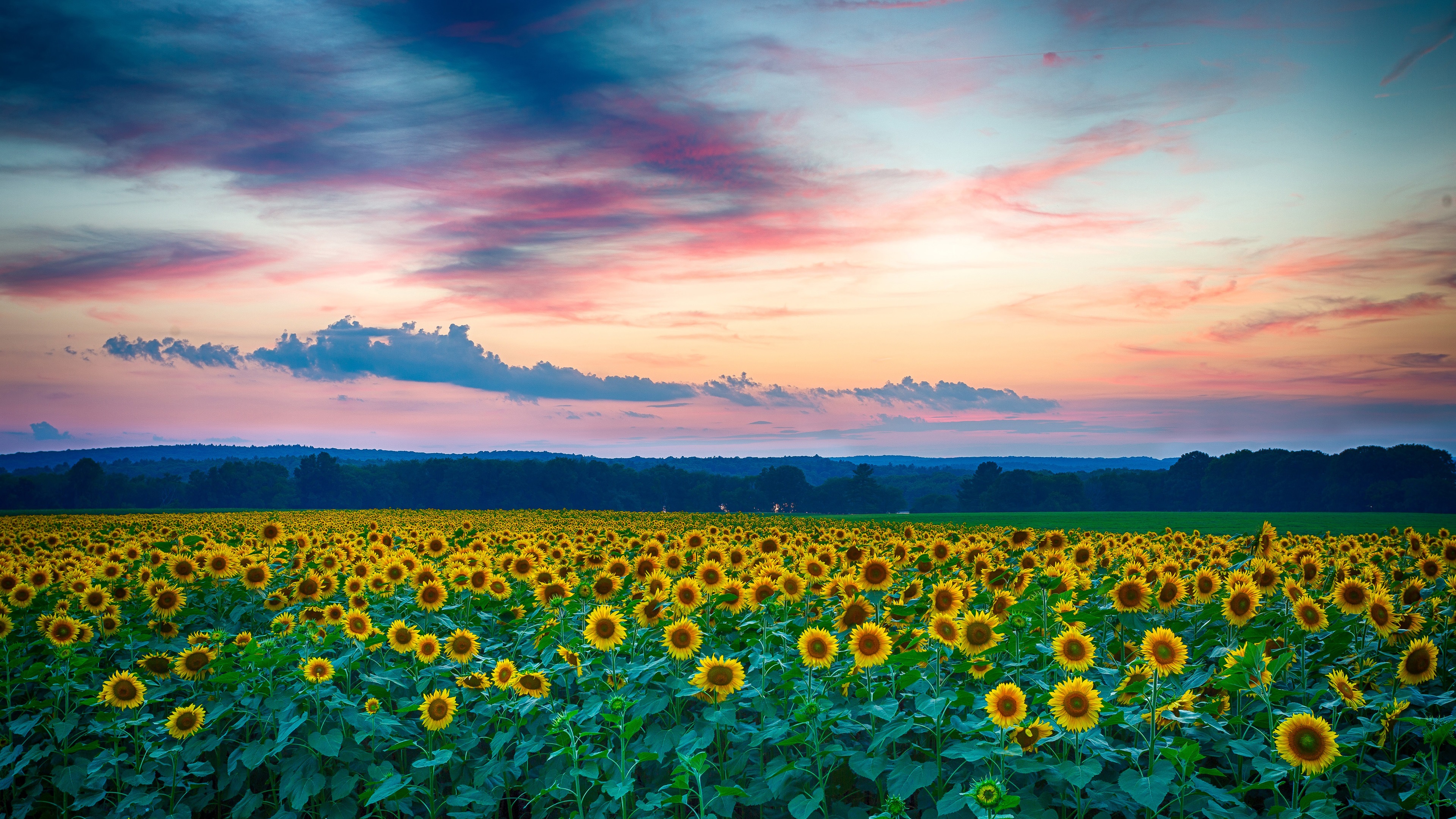 Beautiful Sunflower Field Ultra HD Wallpapers - Wallpaper Cave