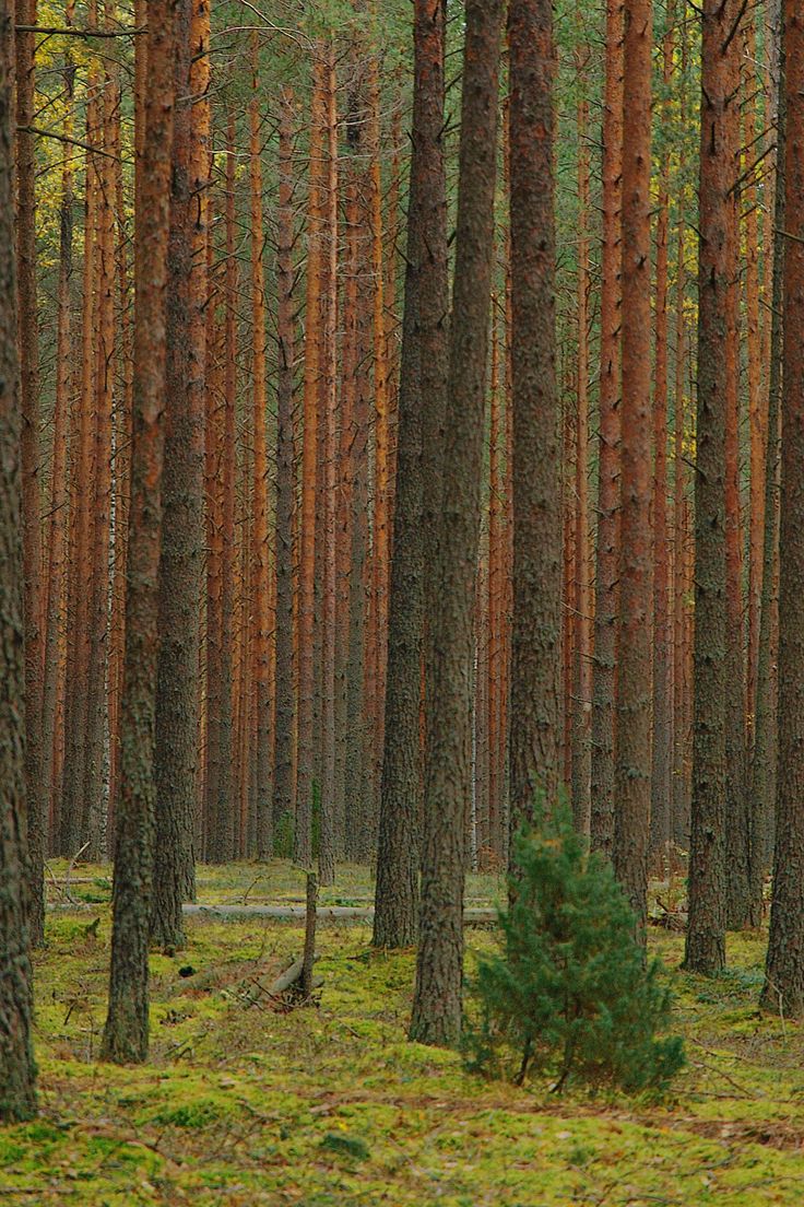 Spring Pine Forest Wallpapers - Wallpaper Cave