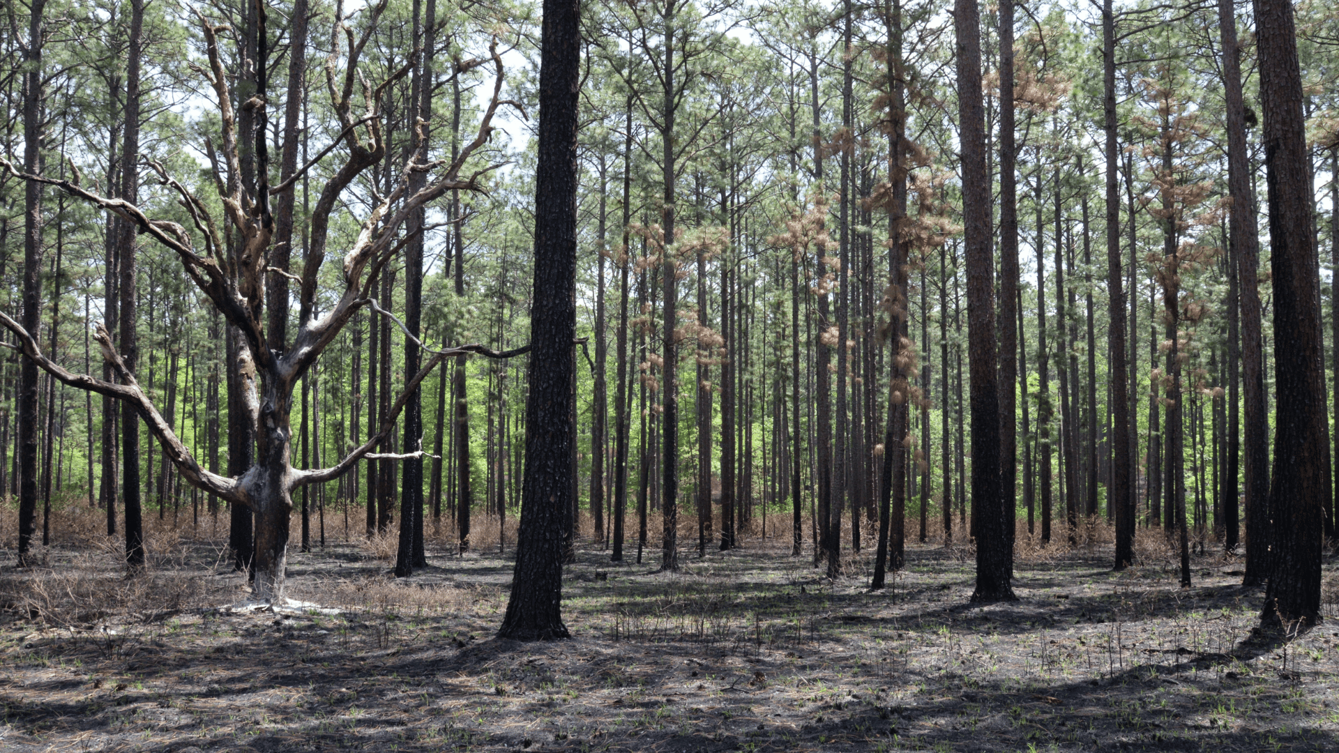 Spring Pine Forest Wallpapers - Wallpaper Cave
