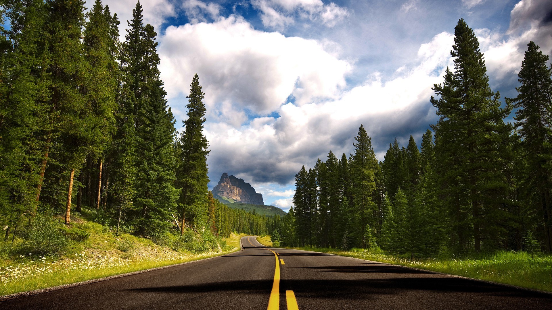 Spring Pine Forest Wallpapers - Wallpaper Cave