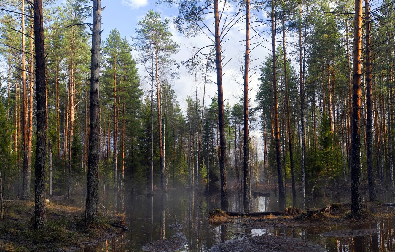 Spring Pine Forest Wallpapers - Wallpaper Cave