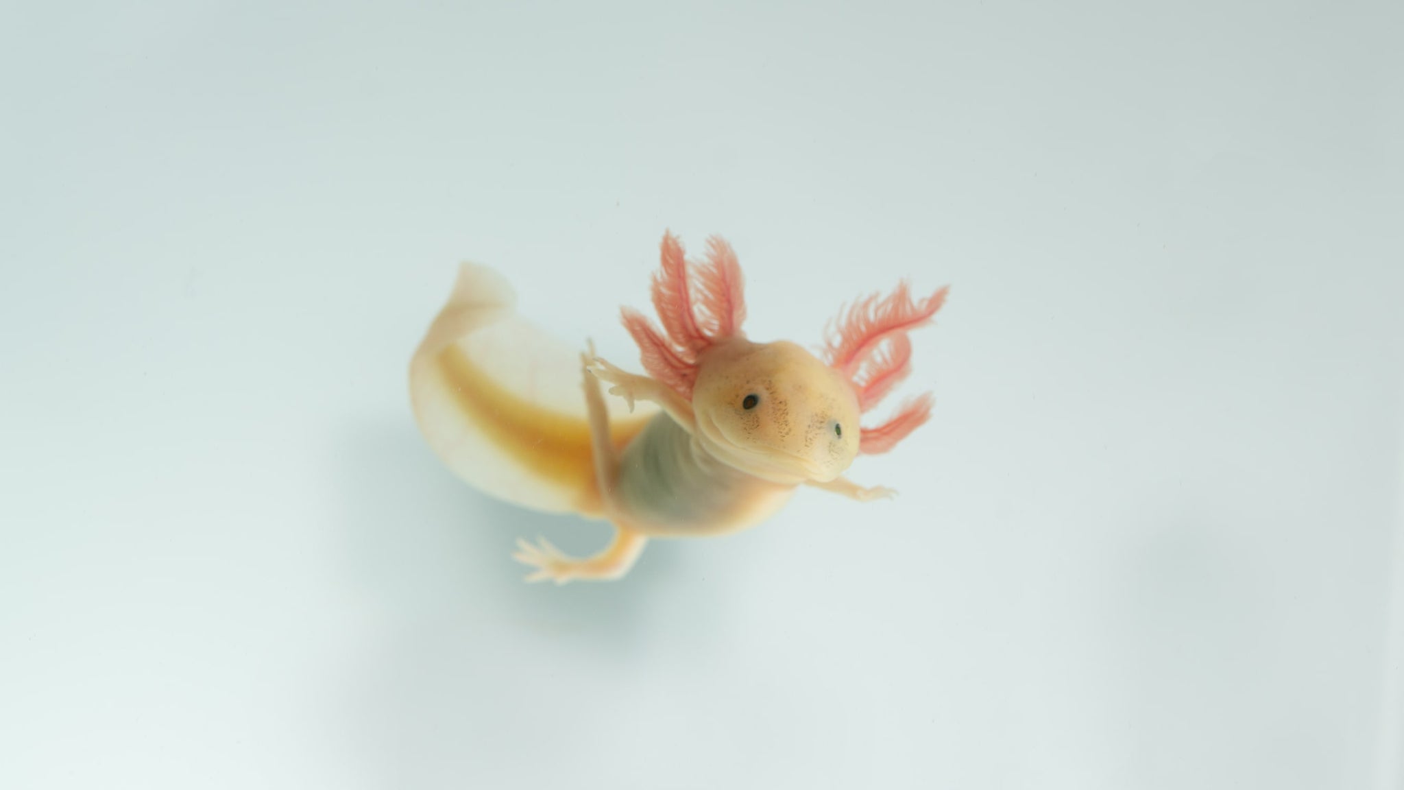 Axolotl Spring Wallpapers - Wallpaper Cave