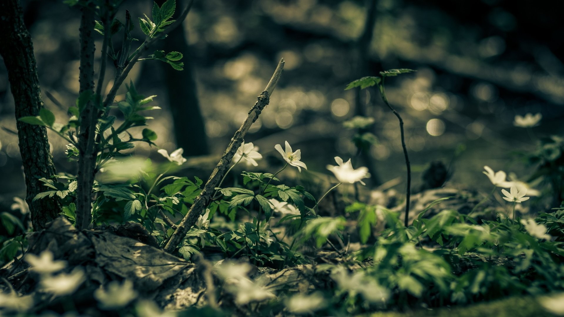 1920x1080 Dark Spring Wallpapers - Wallpaper Cave