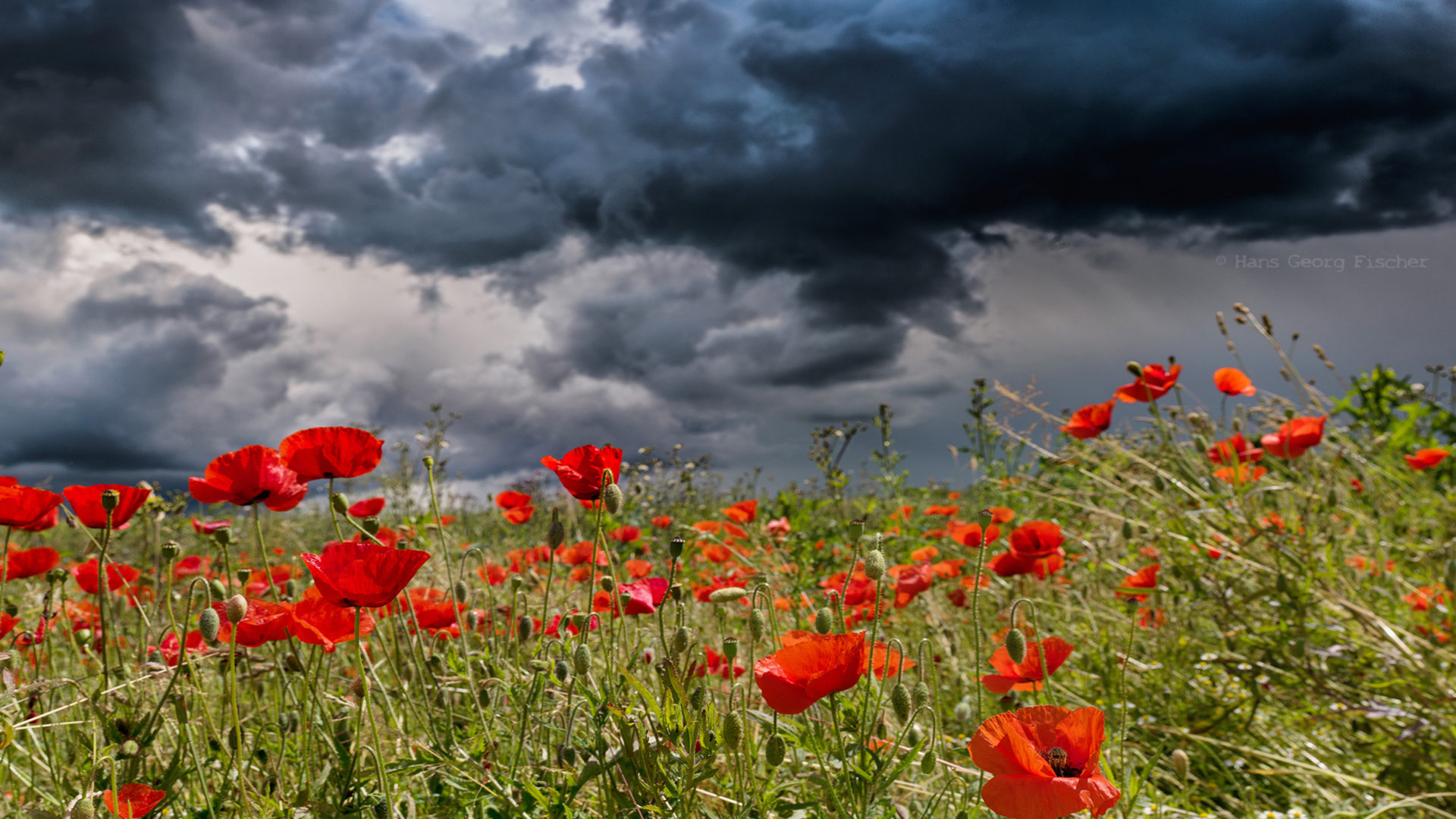 1920x1080 Dark Spring Wallpapers - Wallpaper Cave