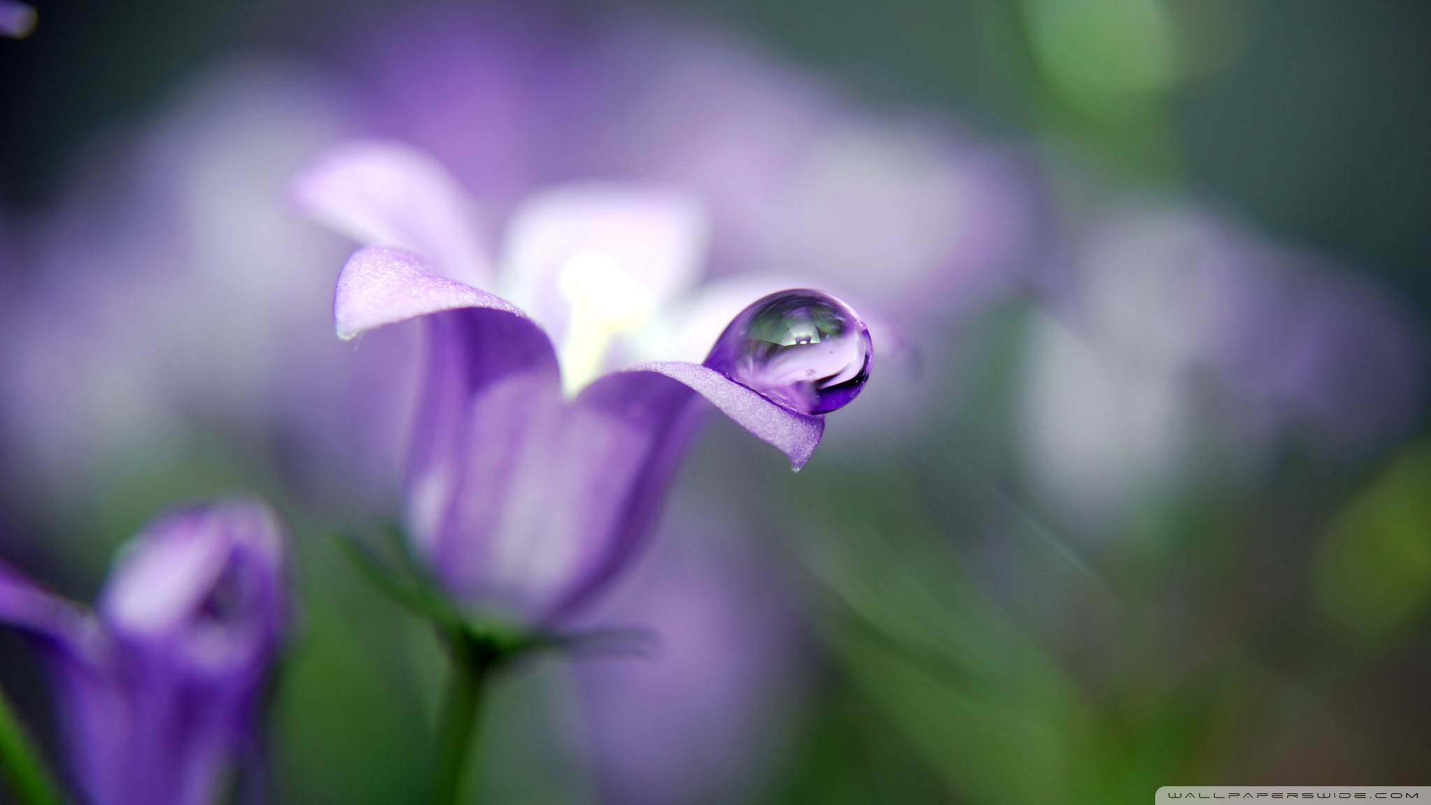 Bellflower Macro HD Wallpapers - Wallpaper Cave