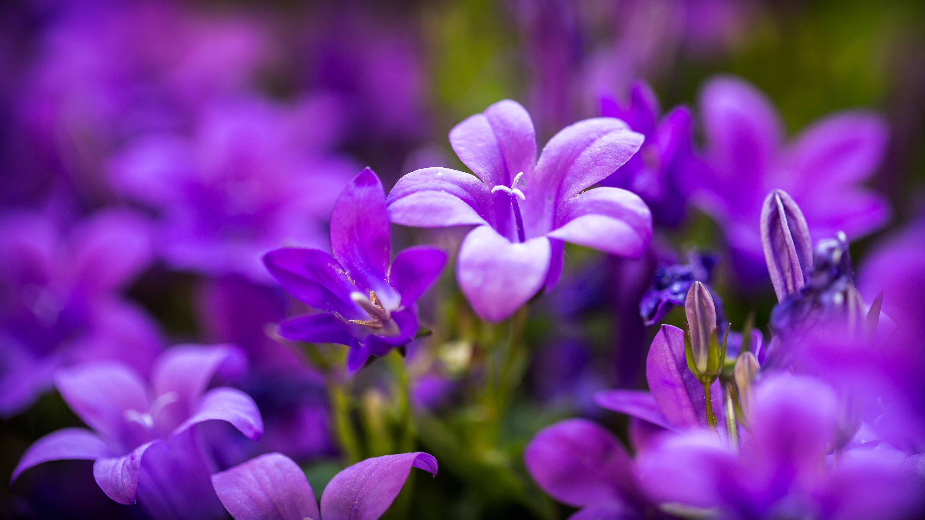 Bellflower Macro HD Wallpapers - Wallpaper Cave
