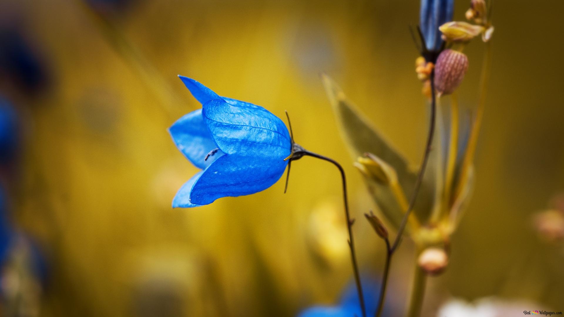Bellflower Macro HD Wallpapers - Wallpaper Cave