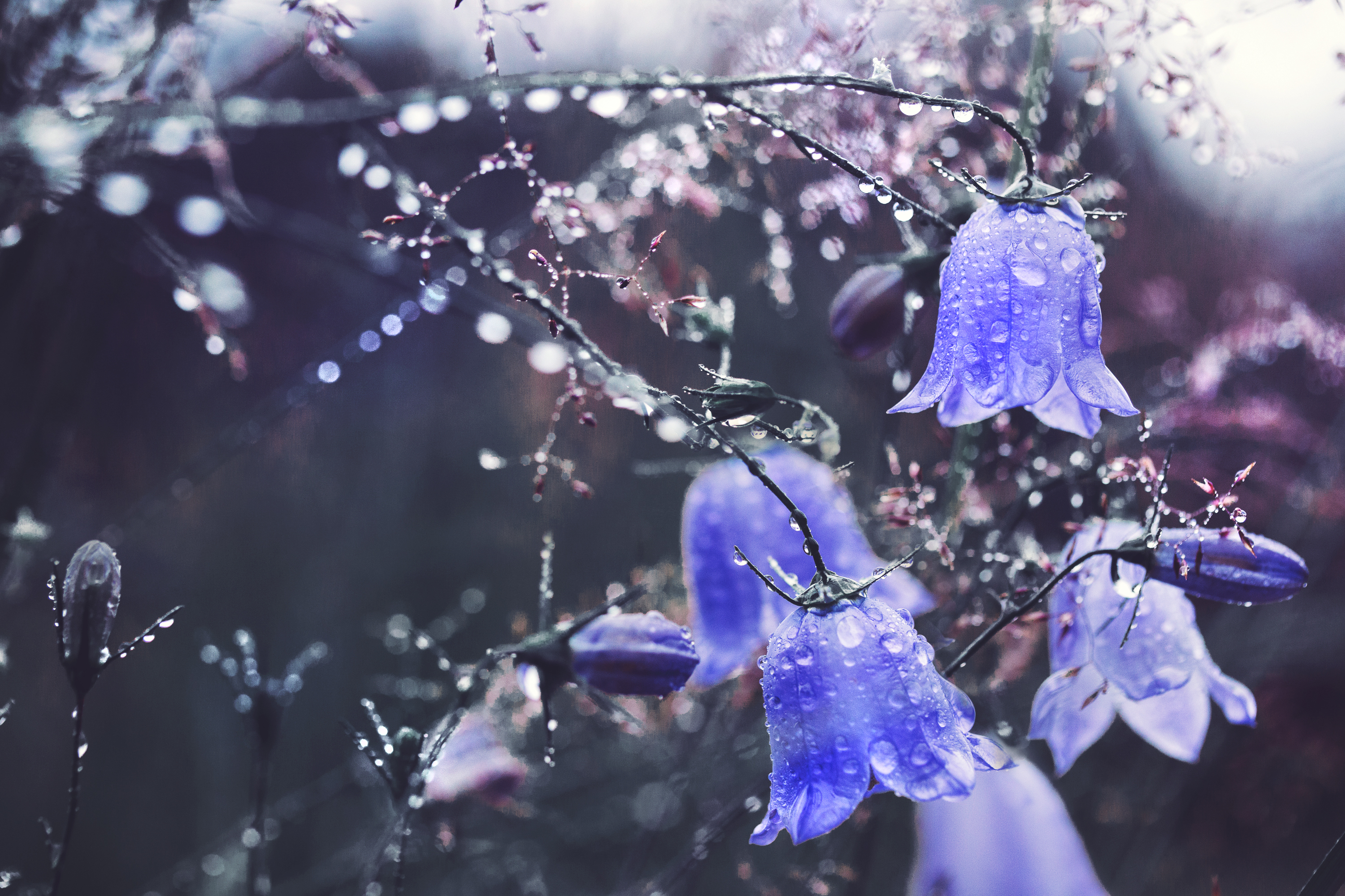 Bellflower Macro HD Wallpapers - Wallpaper Cave