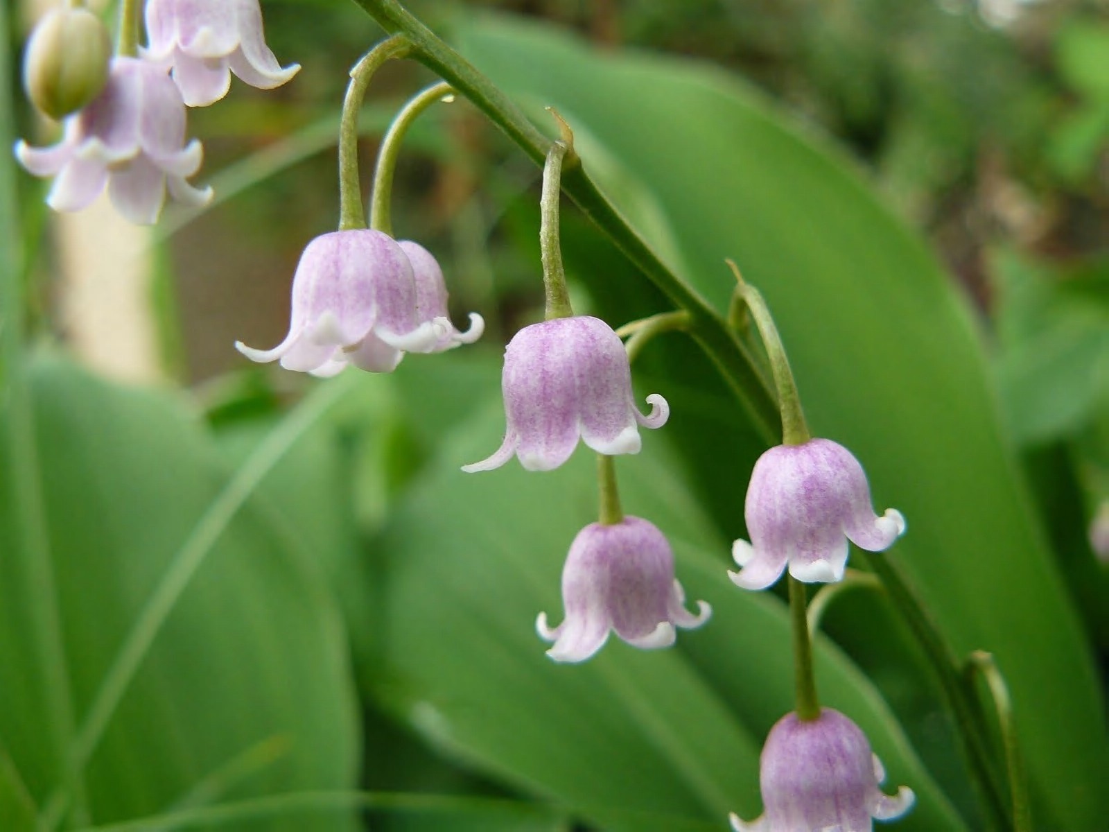 Bellflower Macro HD Wallpapers - Wallpaper Cave