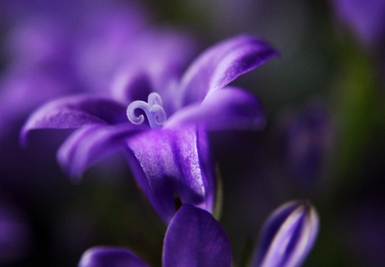 Bellflower Macro HD Wallpapers - Wallpaper Cave
