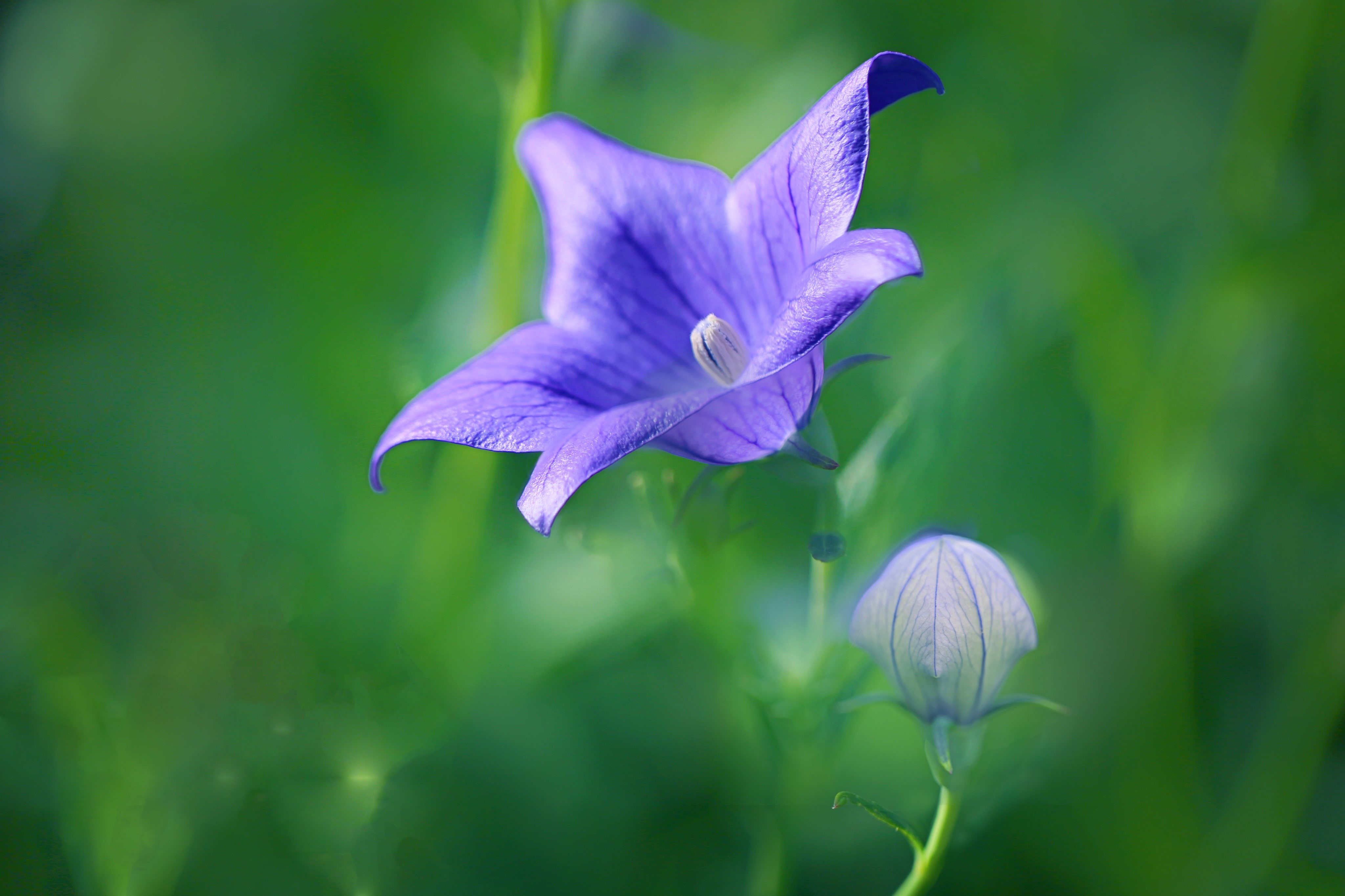 Bellflower Macro HD Wallpapers - Wallpaper Cave