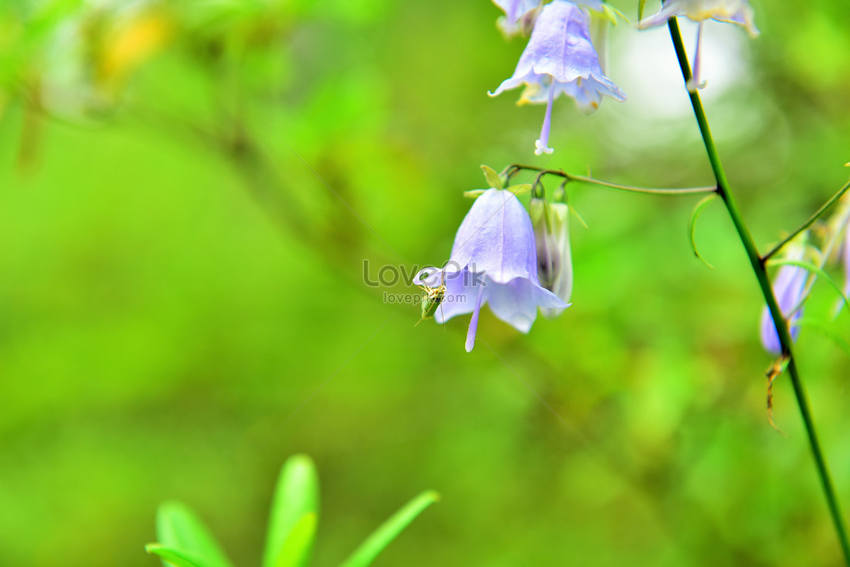 Bellflower Macro HD Wallpapers - Wallpaper Cave