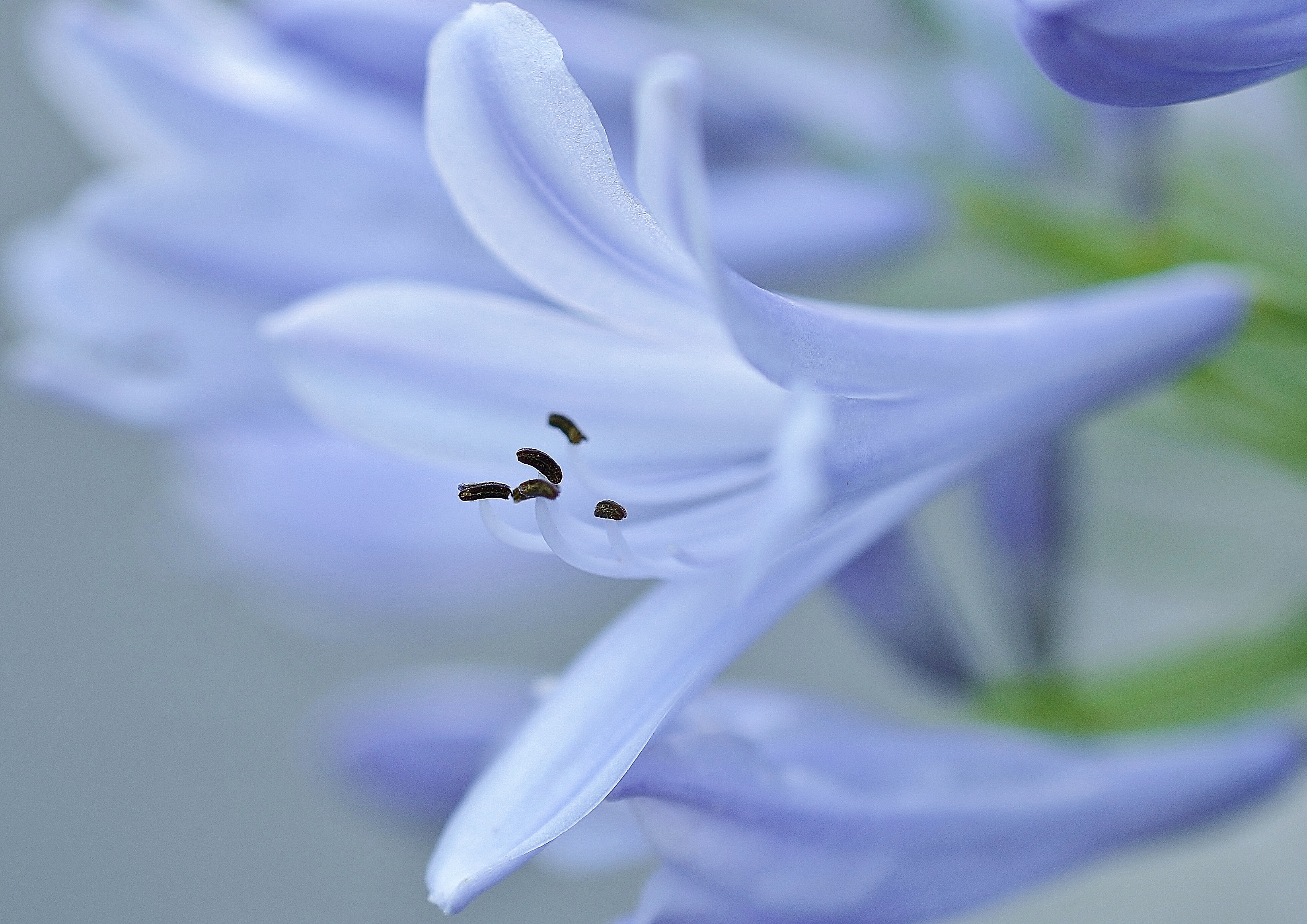 Bellflower Macro HD Wallpapers - Wallpaper Cave