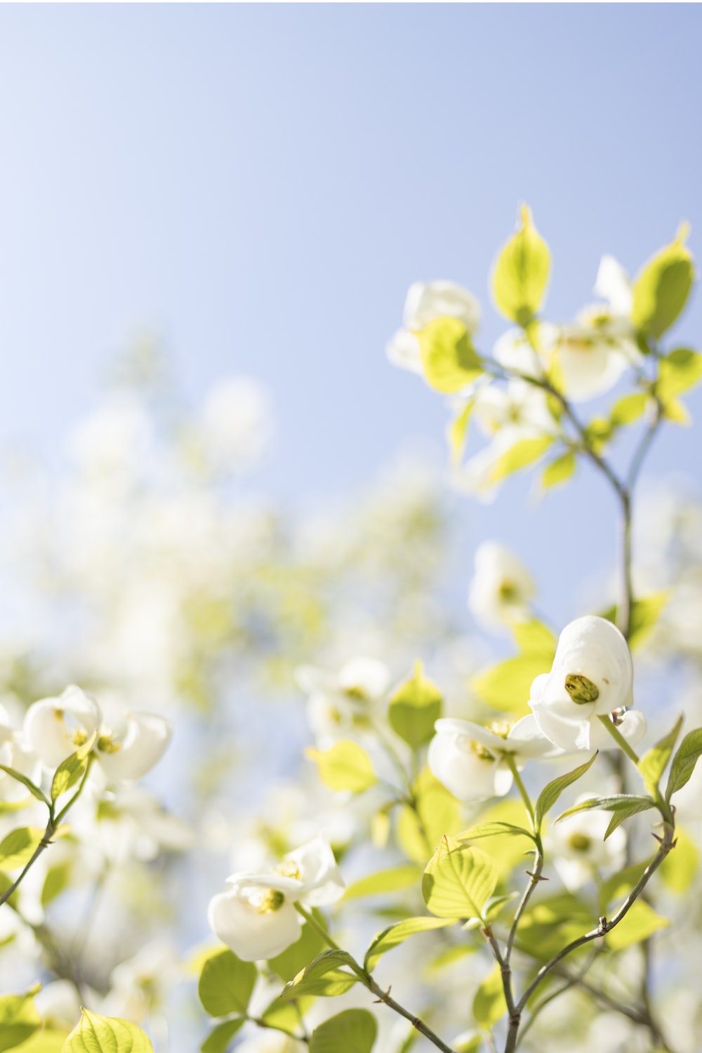 Spring Clean Wallpapers - Wallpaper Cave