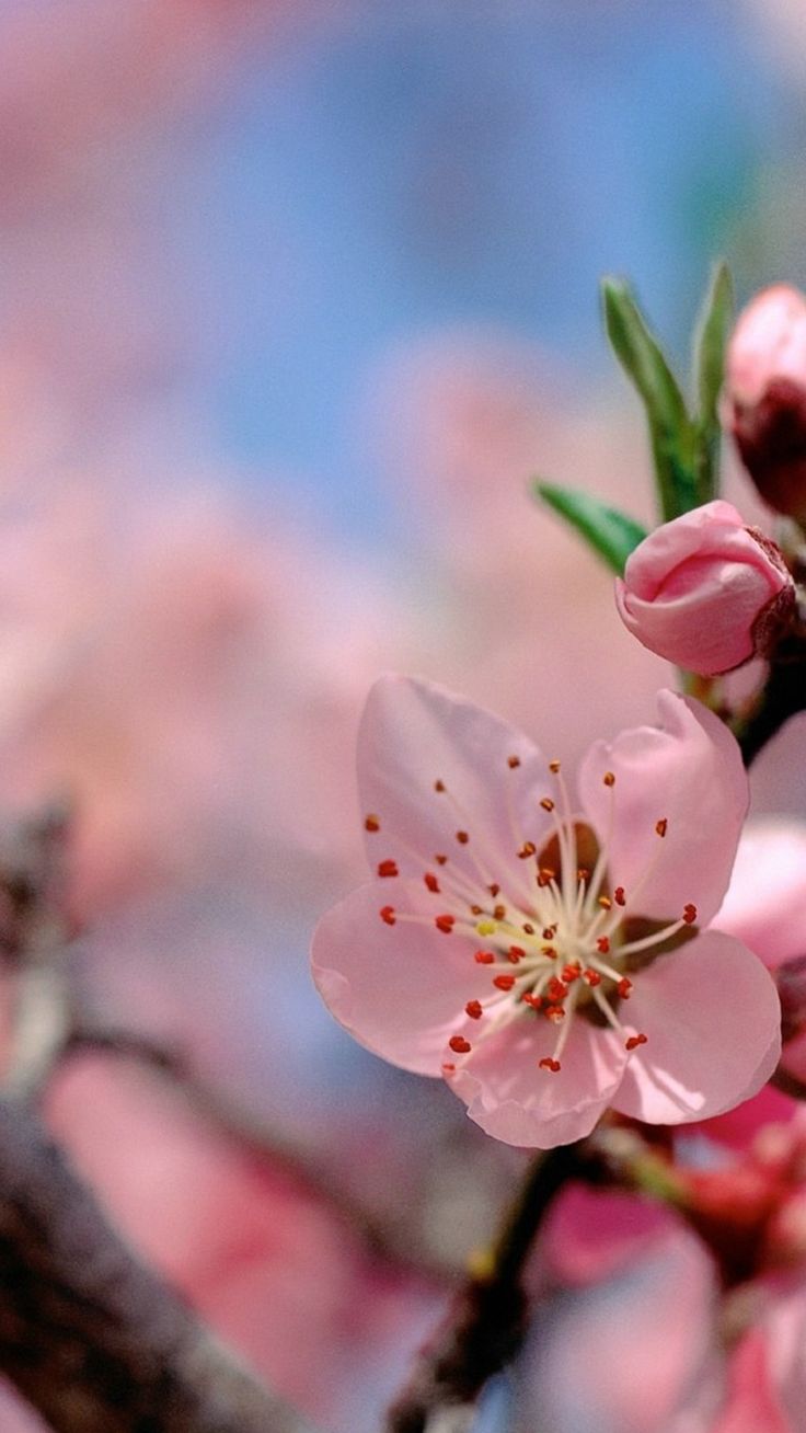 Spring 4k iPhone Wallpapers - Wallpaper Cave