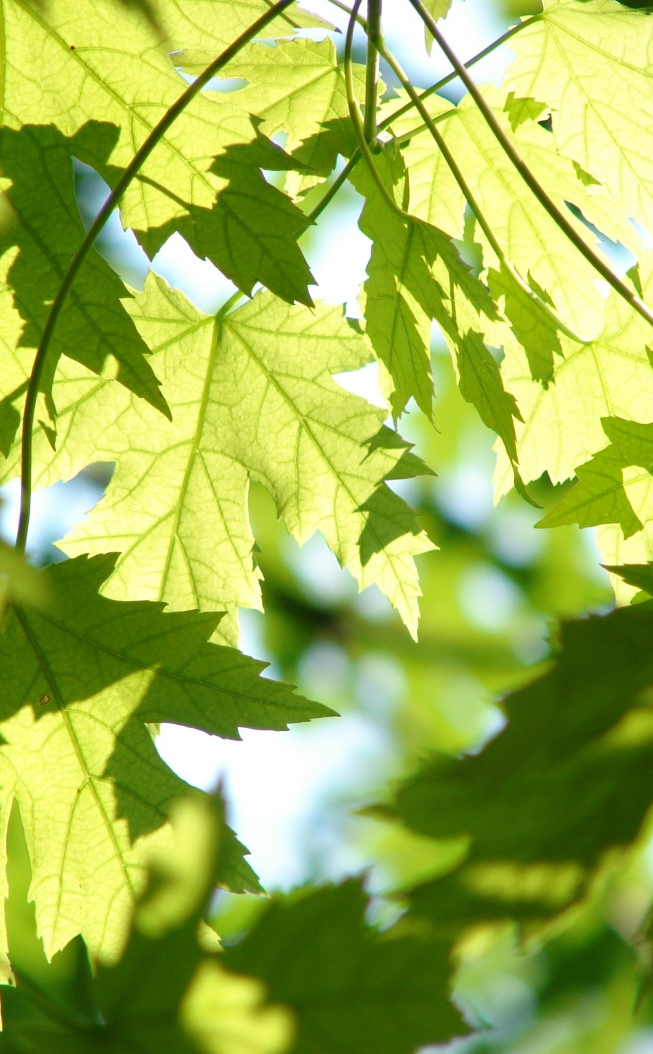 Leaves Spring Wallpapers - Wallpaper Cave