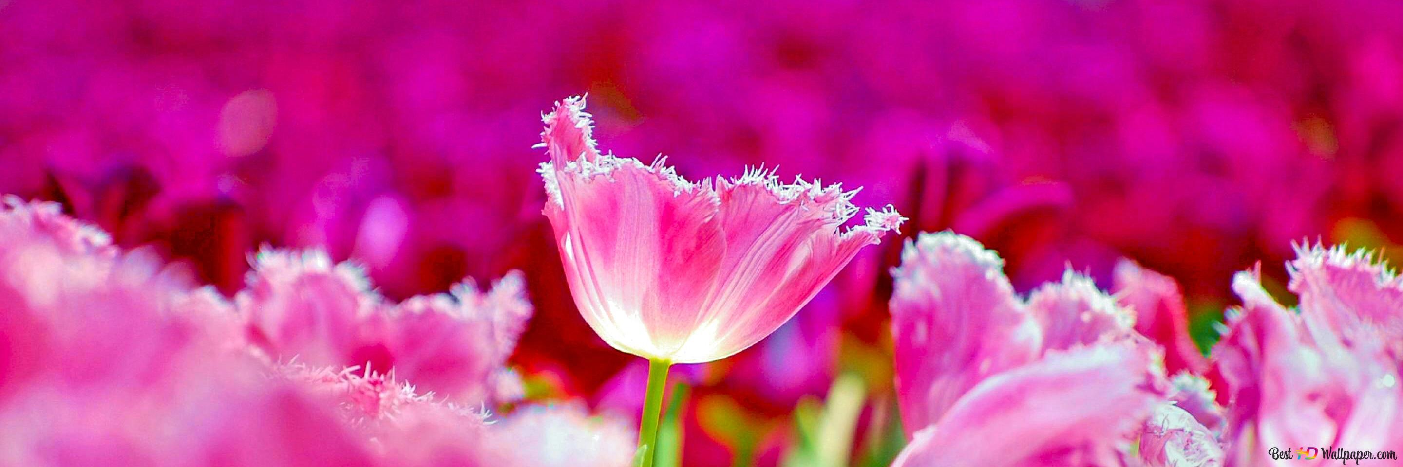 Triple Monitor Spring Wallpapers - Wallpaper Cave