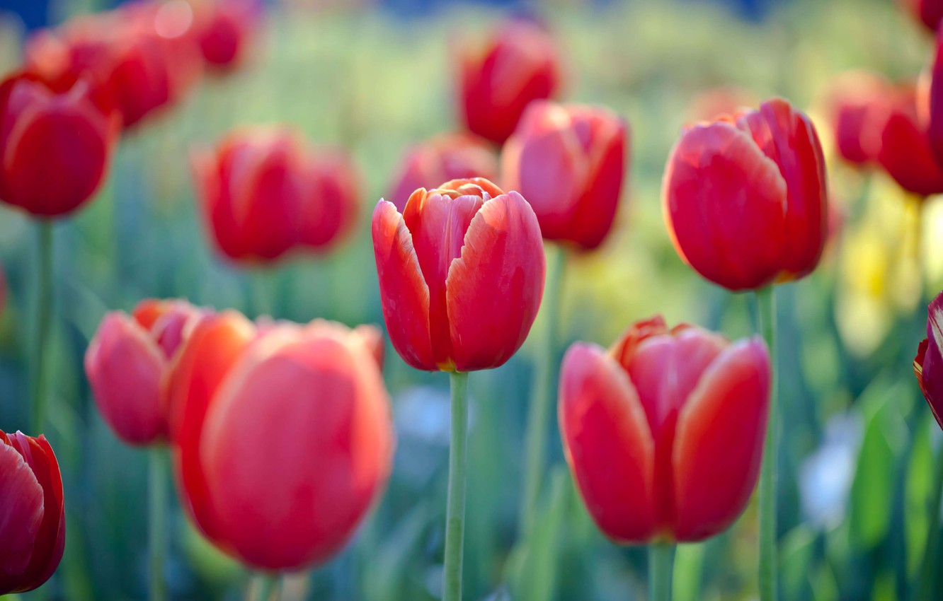 Triple Monitor Spring Wallpapers - Wallpaper Cave