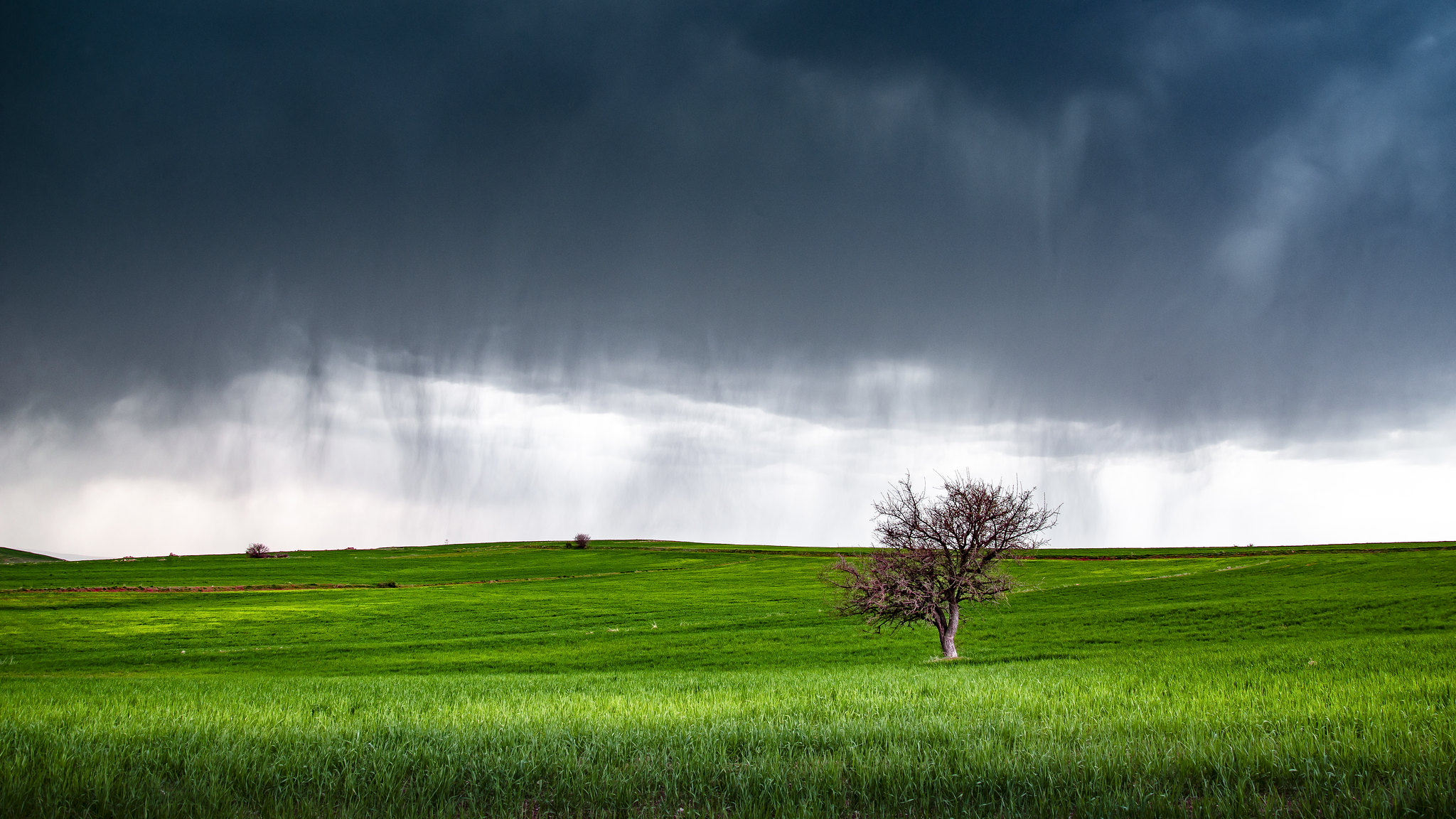 Spring Grass Trees Wallpapers - Wallpaper Cave