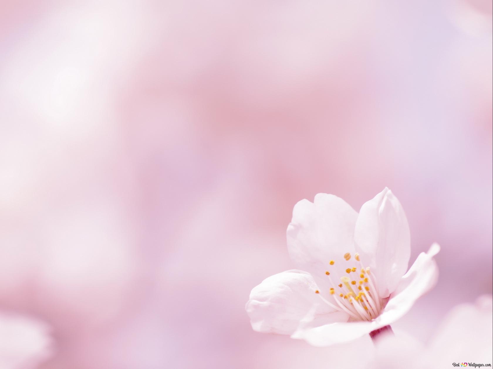 Triple Monitor Spring Wallpapers - Wallpaper Cave