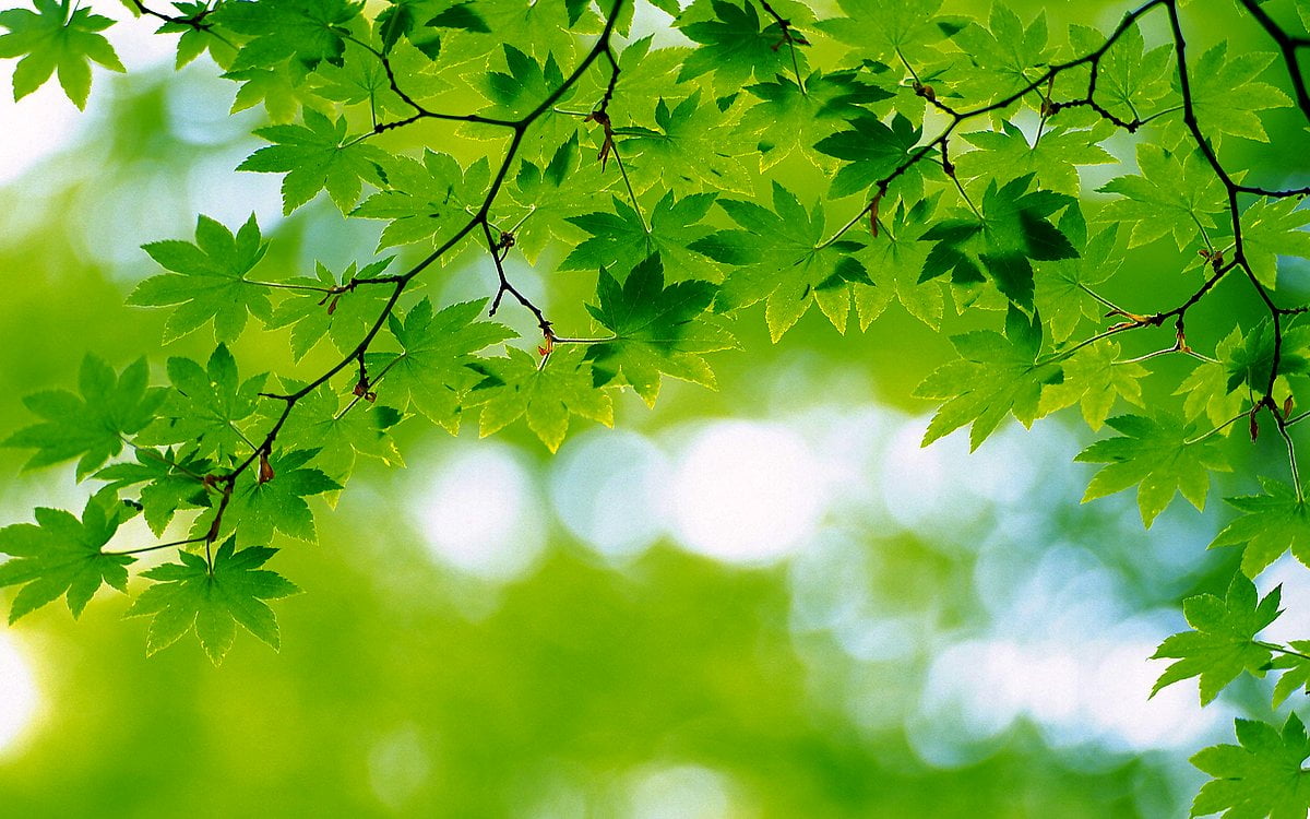 Green Spring Desktop Wallpapers - Wallpaper Cave