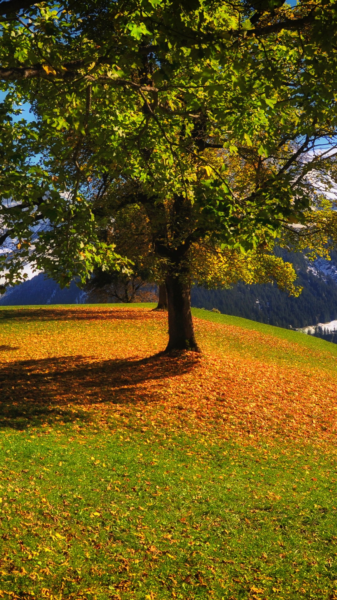 Spring Grass Trees Wallpapers - Wallpaper Cave