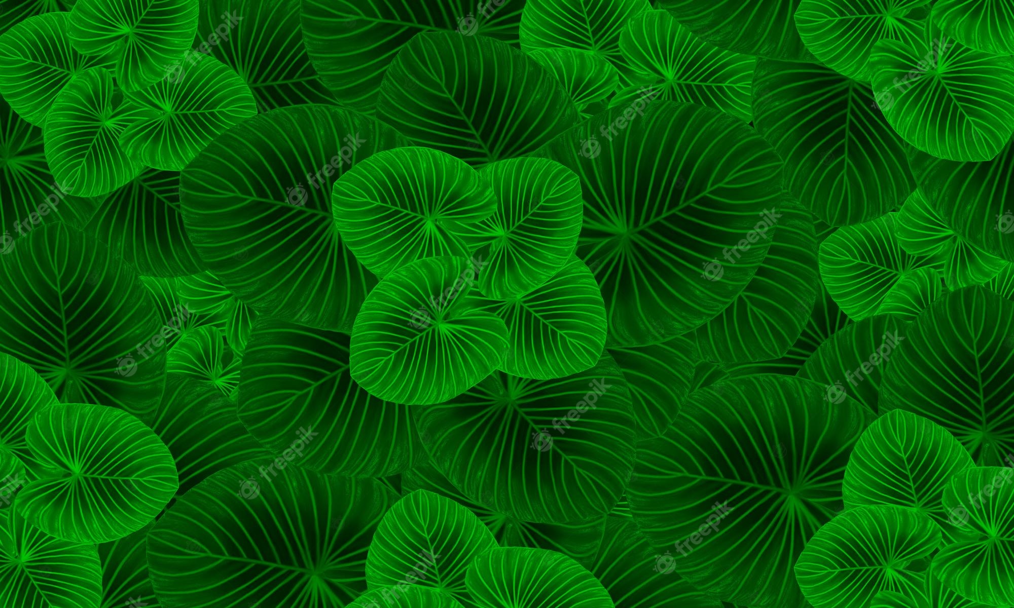 Leaves Spring Wallpapers - Wallpaper Cave