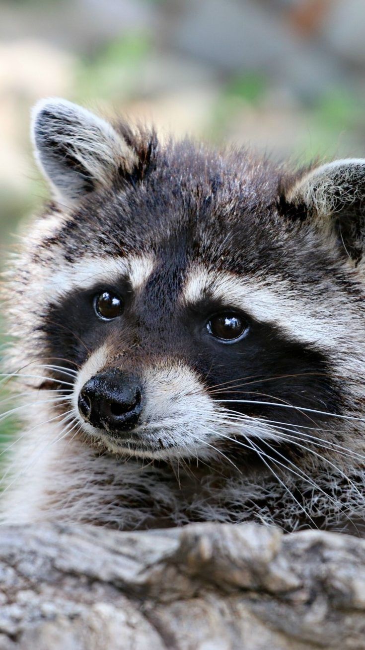 Baby Racoons Wallpapers - Wallpaper Cave