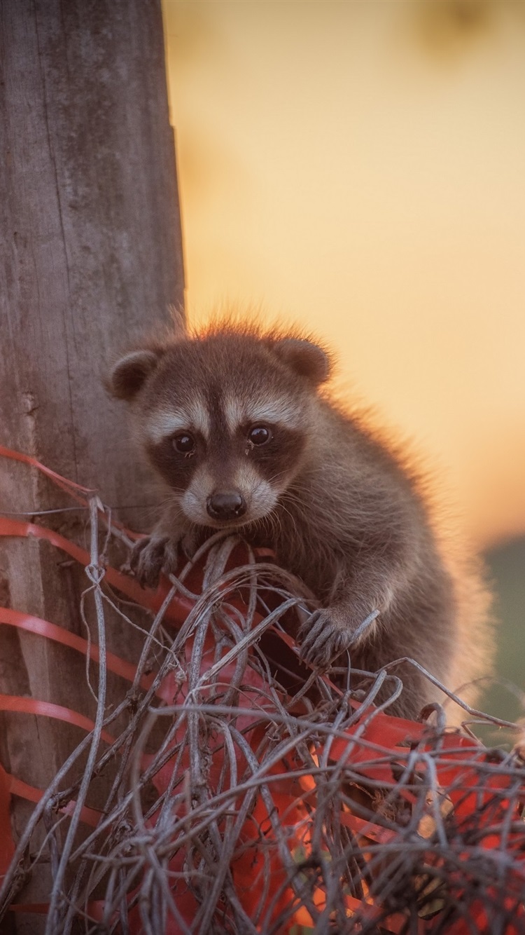 Baby Racoons Wallpapers - Wallpaper Cave