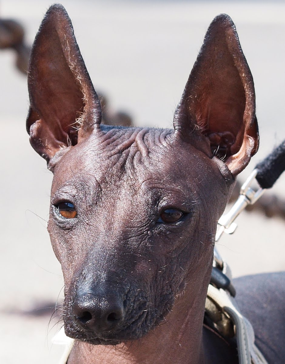 Mexican Hairless Dog Wallpapers - Wallpaper Cave