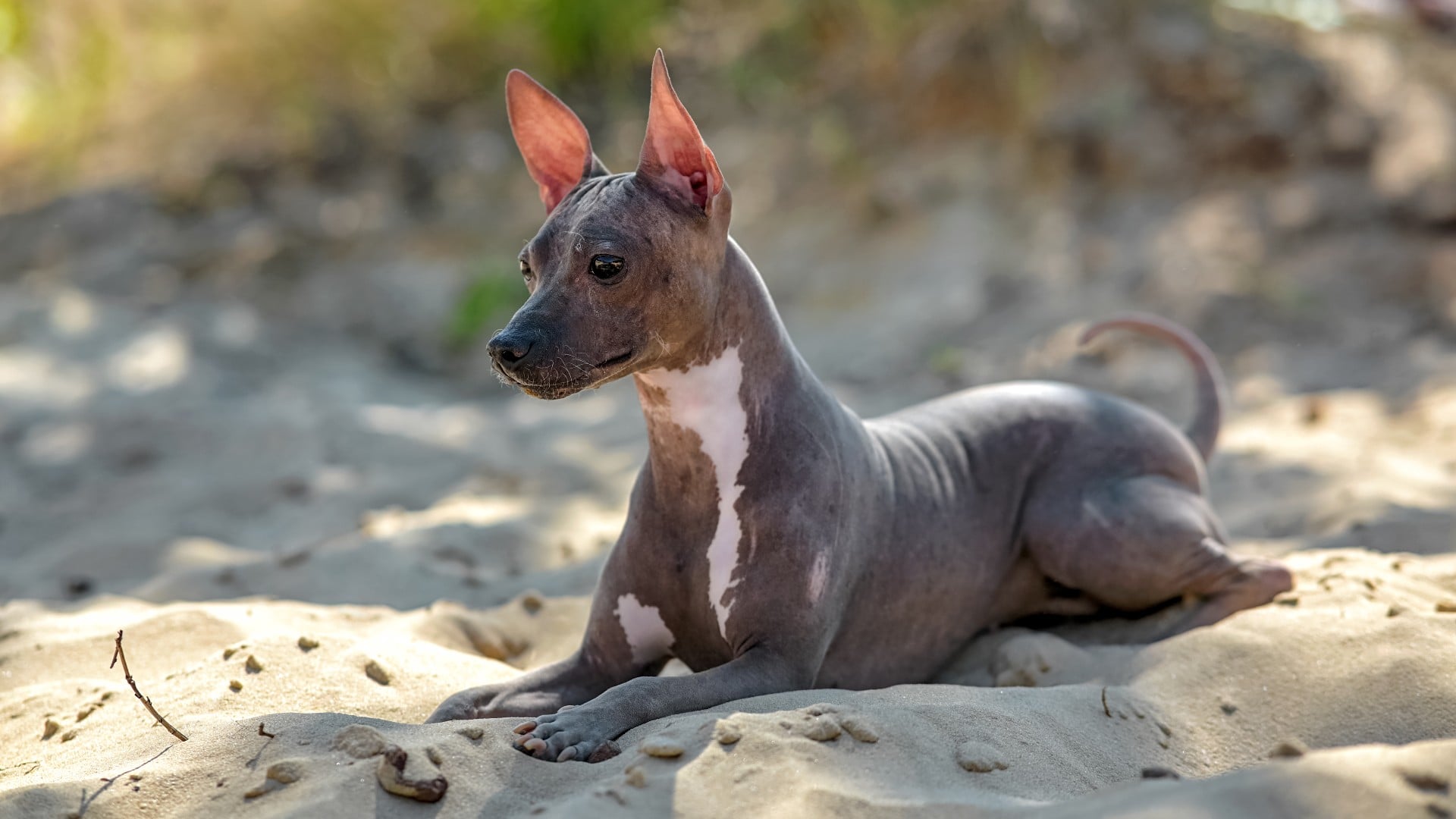 Mexican Hairless Dog Wallpapers - Wallpaper Cave
