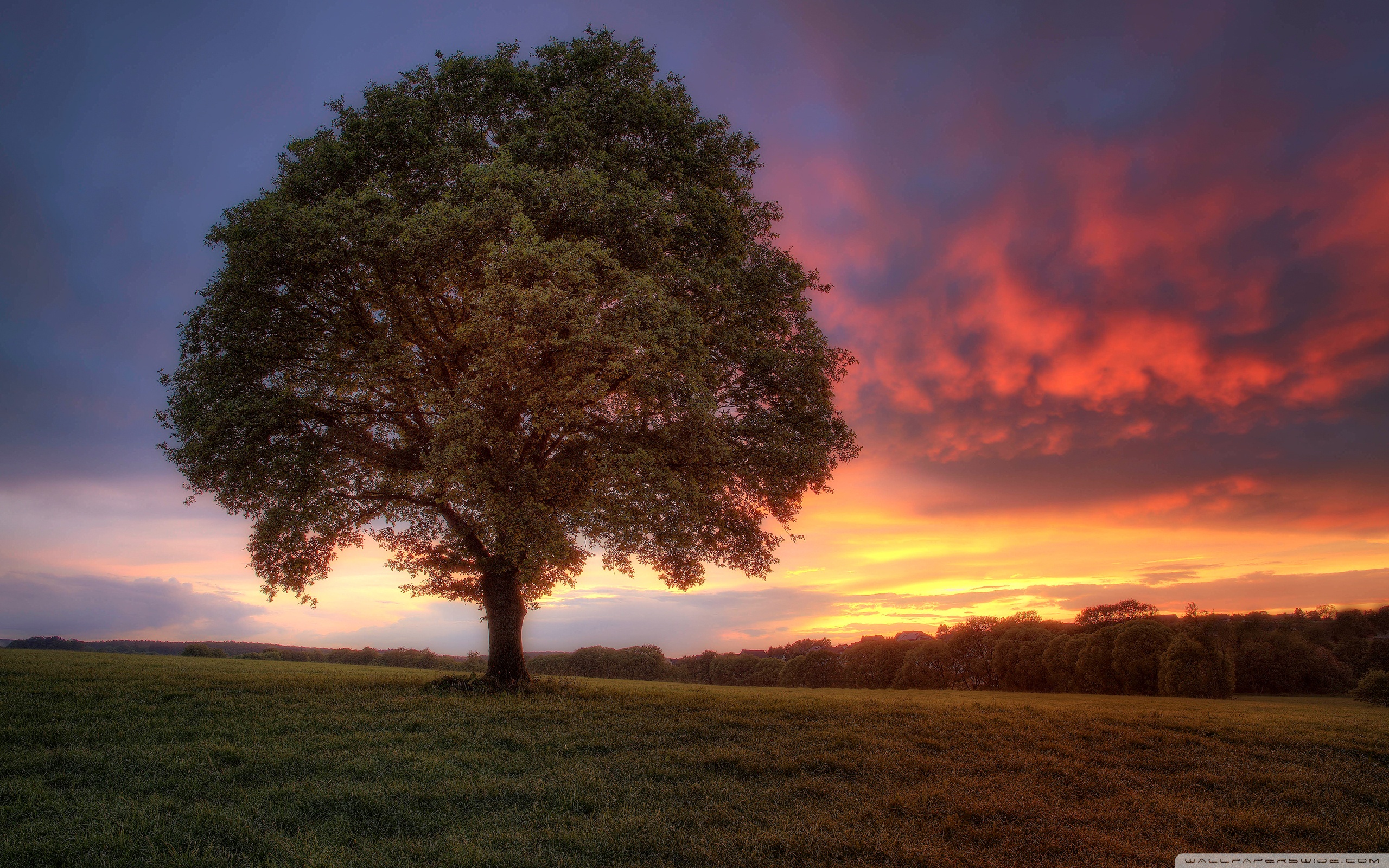 Tree Sunset HD Wallpapers - Wallpaper Cave