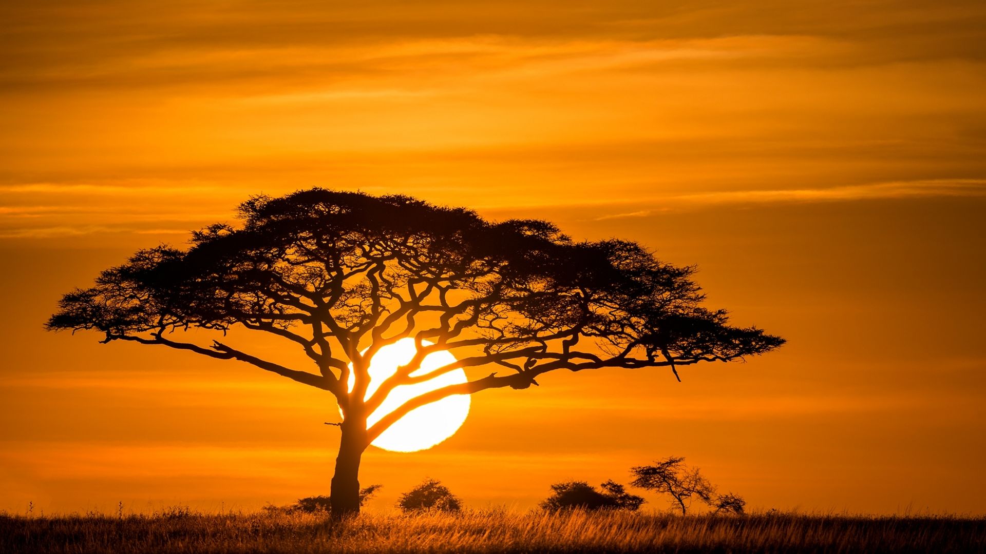 Tree Sunset HD Wallpapers - Wallpaper Cave