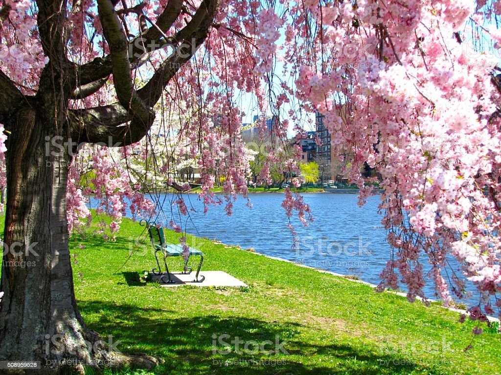 Boston Spring Wallpapers - Wallpaper Cave