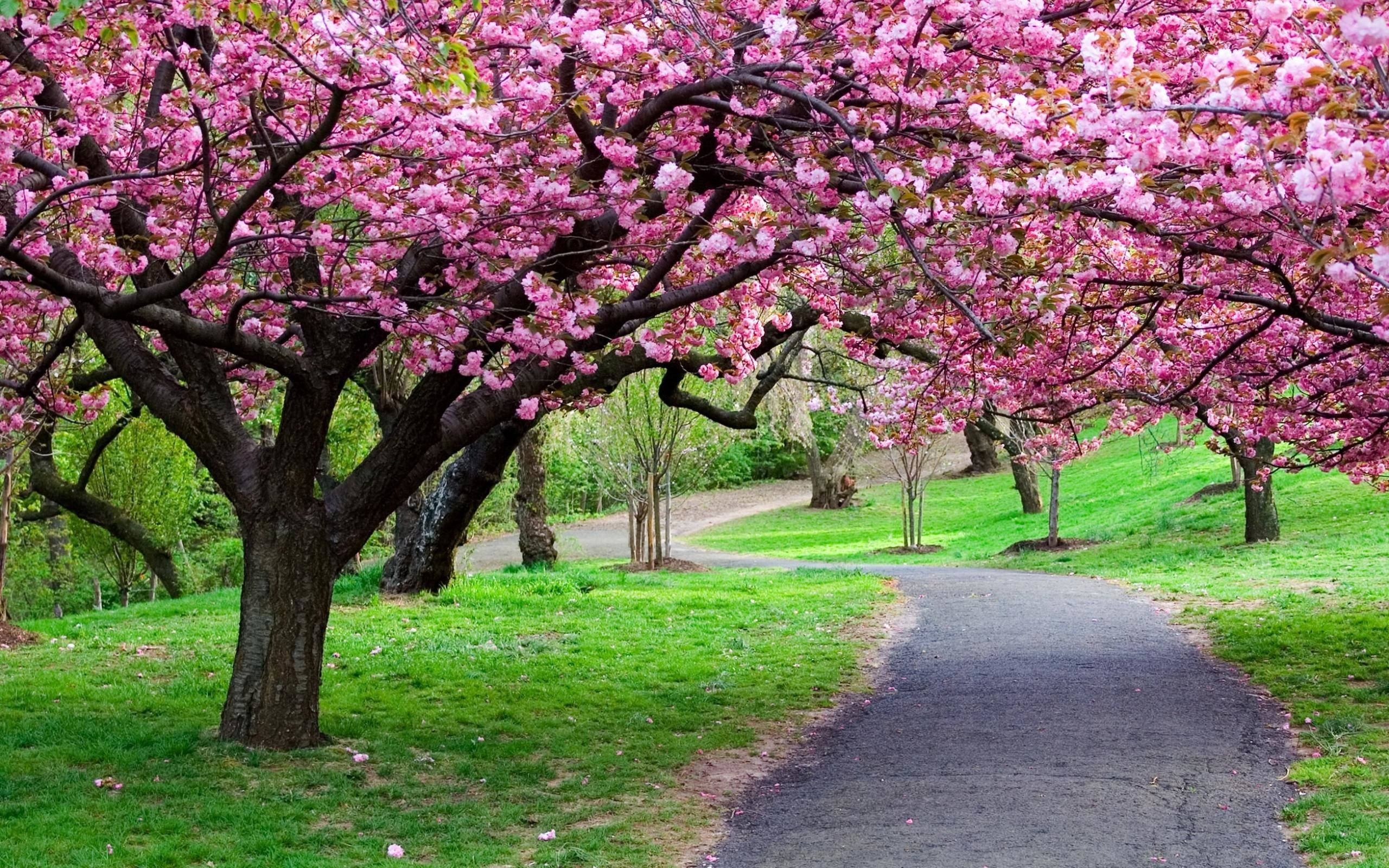 Tree Spring Flowers Path Wallpapers - Wallpaper Cave