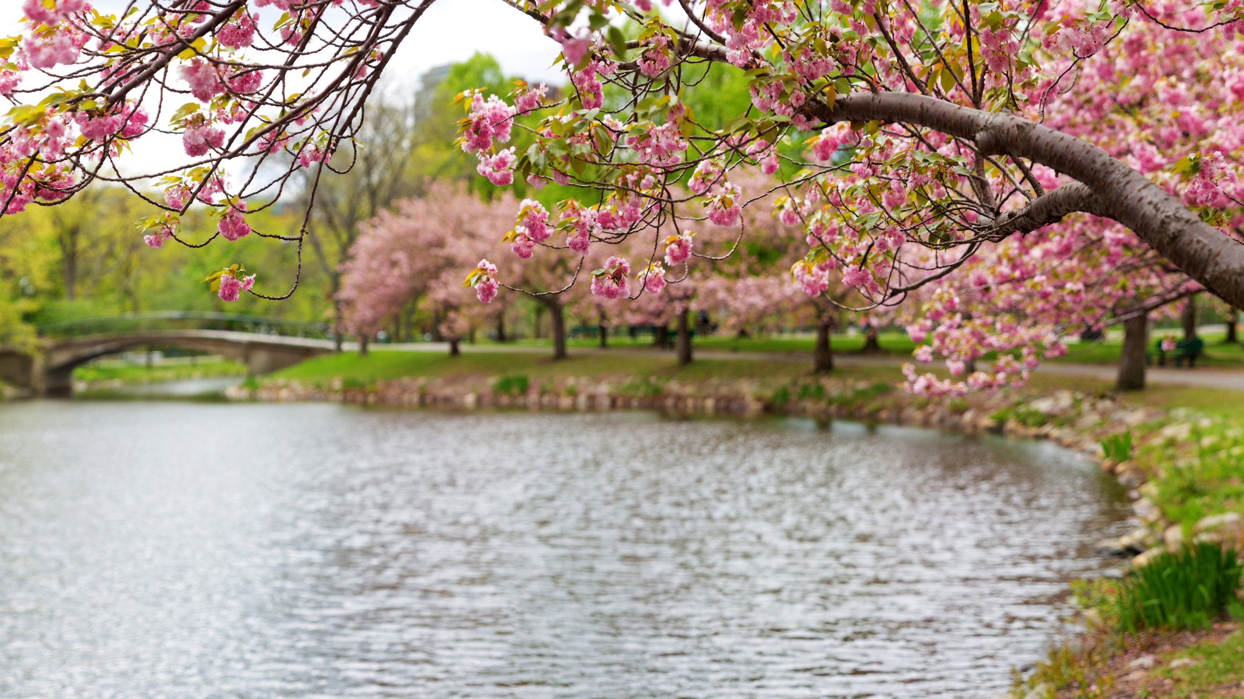 Boston Spring Wallpapers - Wallpaper Cave