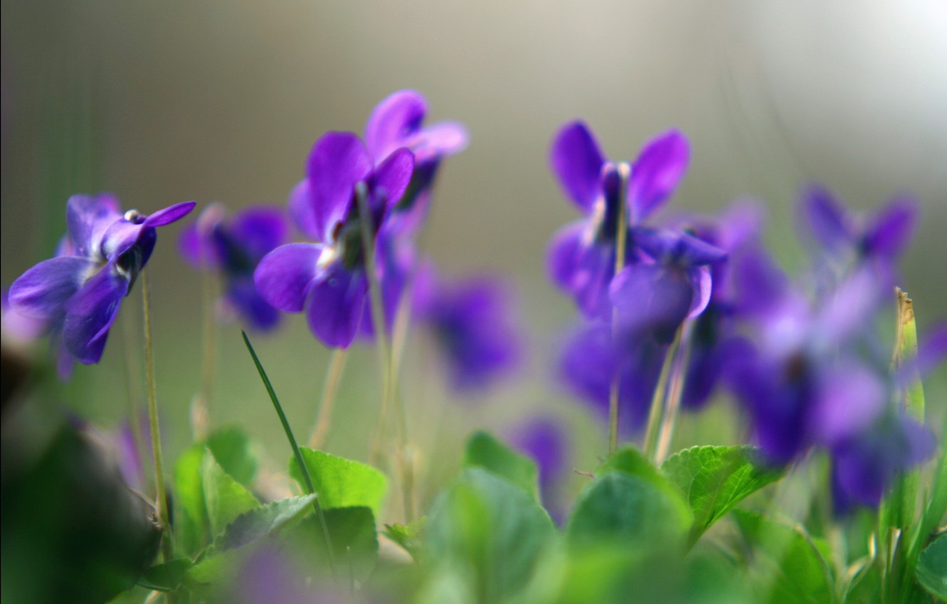 Spring Violet Wallpapers - Wallpaper Cave