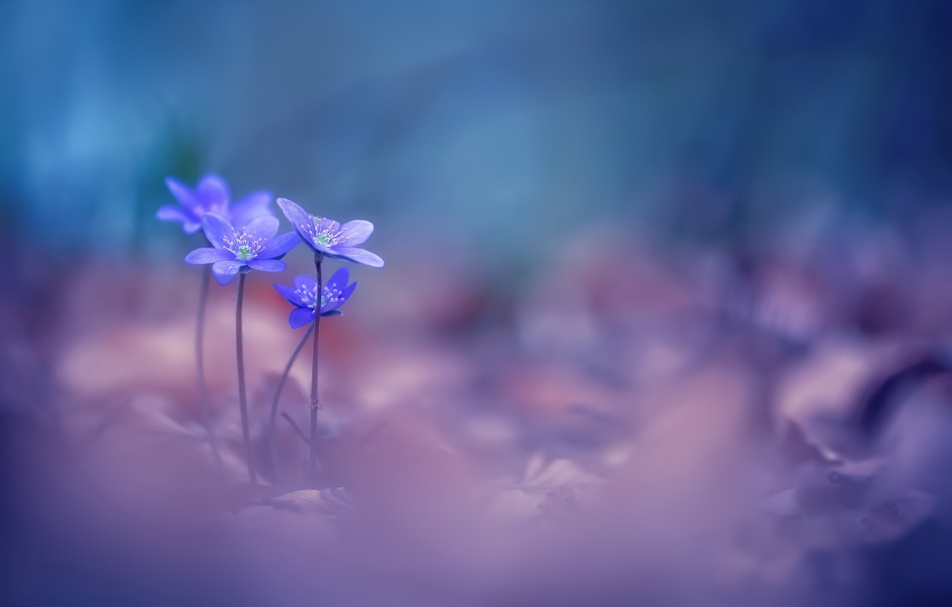 Spring Violet Wallpapers - Wallpaper Cave