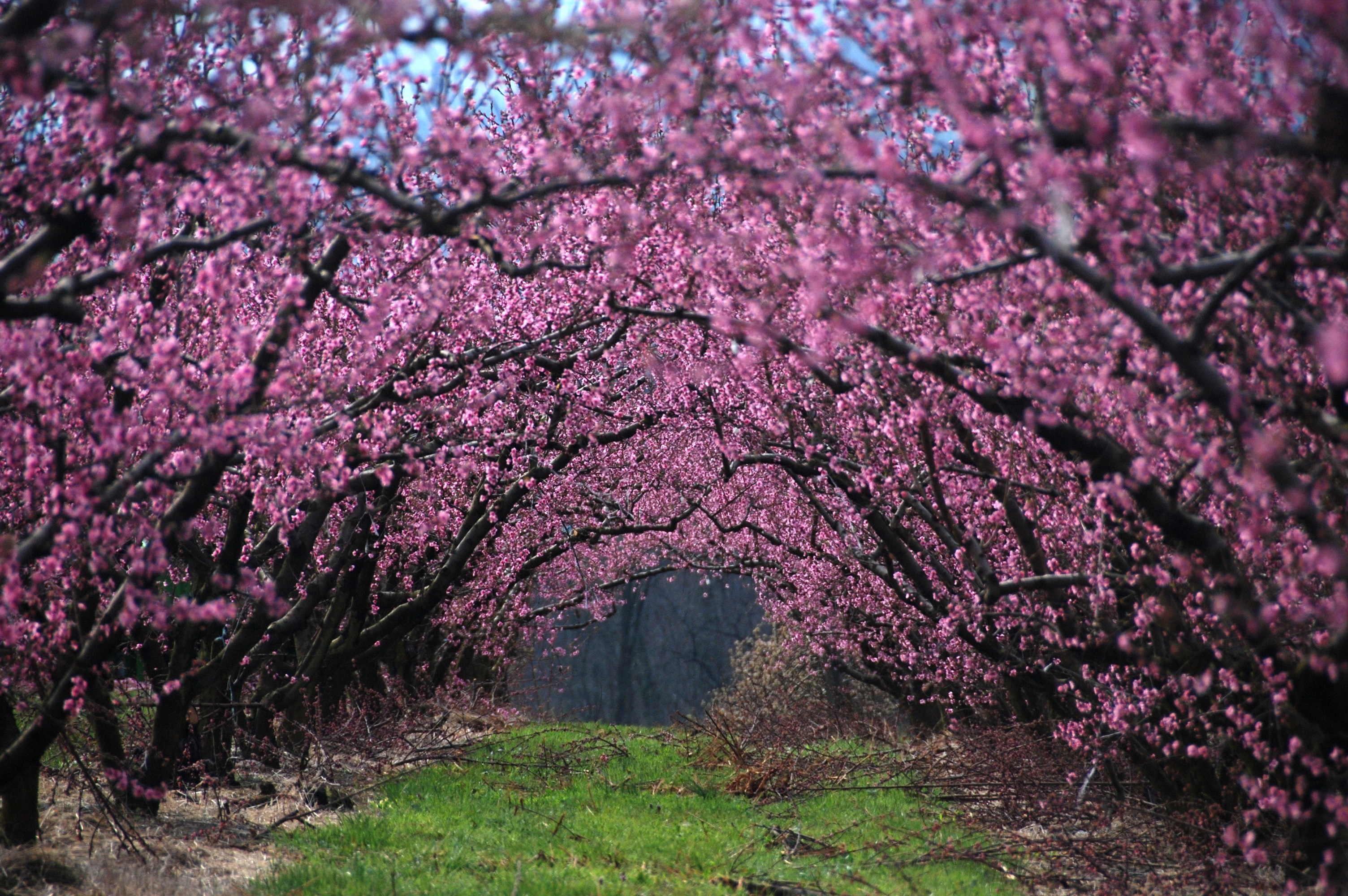 Tree Spring Flowers Path Wallpapers - Wallpaper Cave
