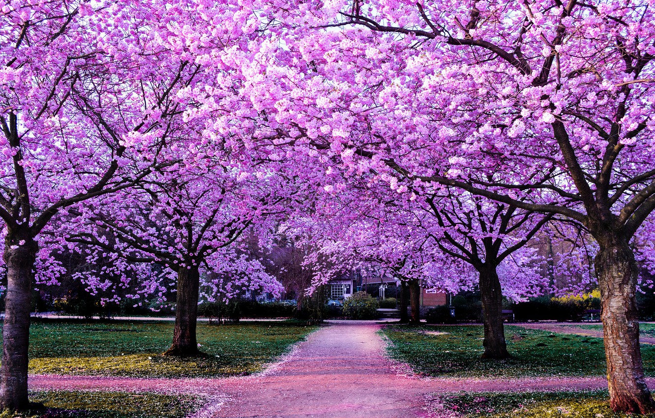 Tree Spring Flowers Path Wallpapers - Wallpaper Cave