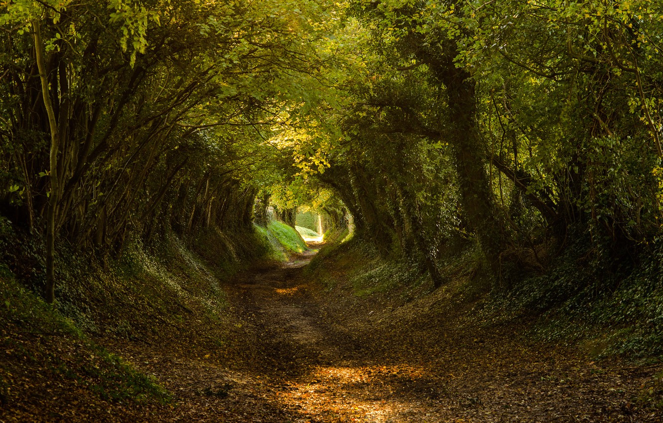 Forest Tunnel HD Wallpapers - Wallpaper Cave