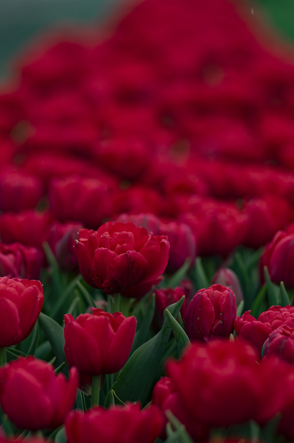 Red Tulip Flowers Field HD Wallpapers - Wallpaper Cave