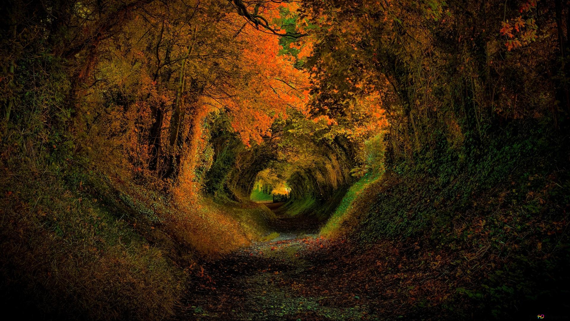 Forest Tunnel HD Wallpapers - Wallpaper Cave
