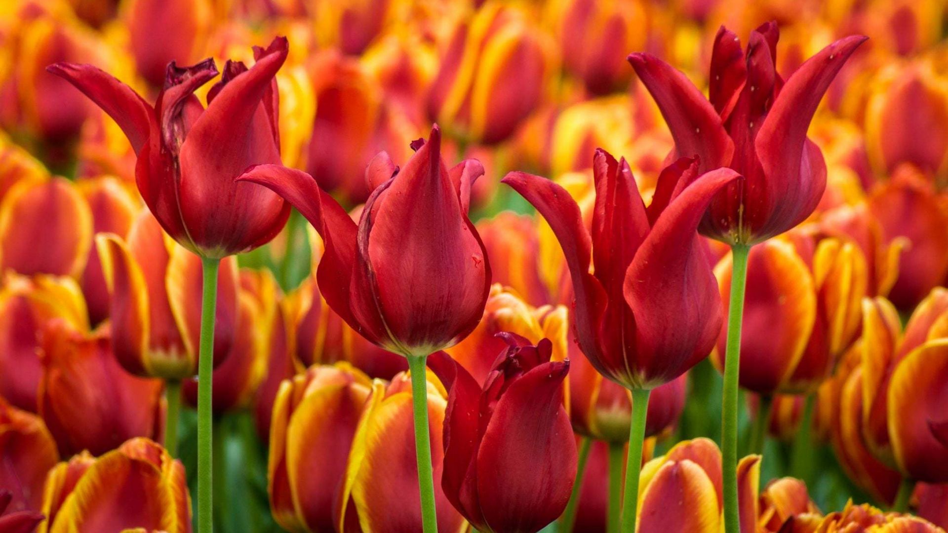 Red Tulip Flowers Field HD Wallpapers - Wallpaper Cave