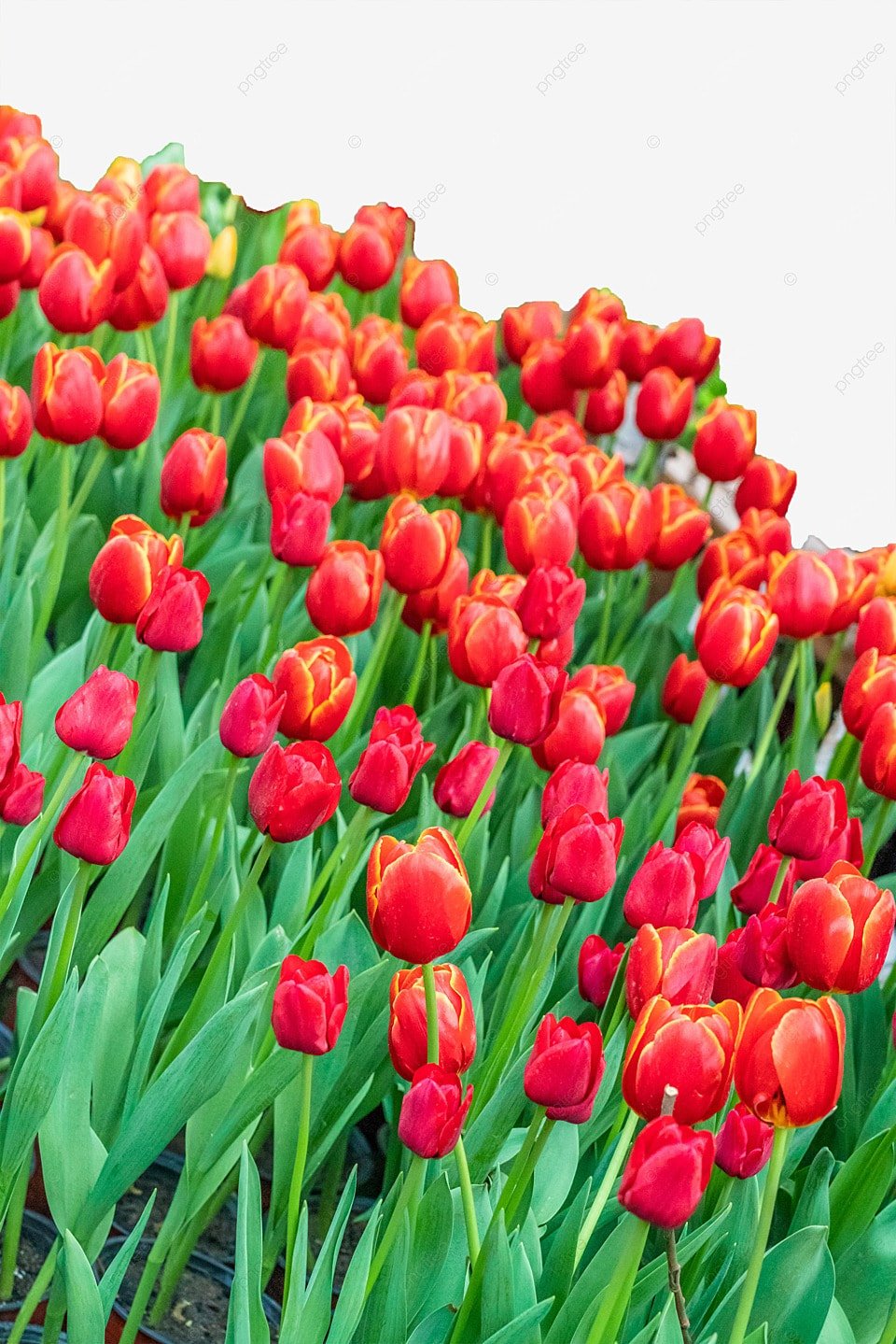 Red Tulip Flowers Field HD Wallpapers - Wallpaper Cave